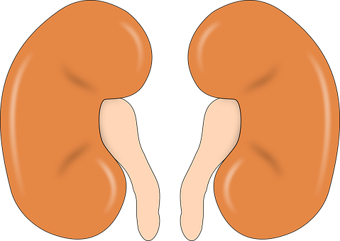 Eine Arznei für Harnstau und Harndrang zugleich – HP Post